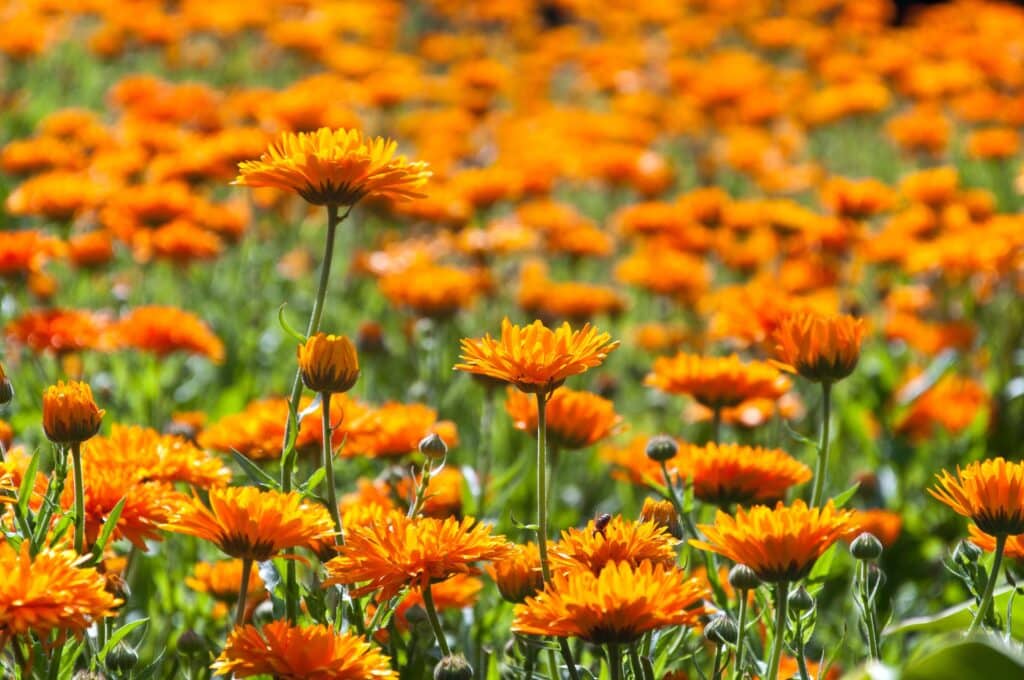 Hvad er hamp? Planten der er hadet og elsket! – Flowus